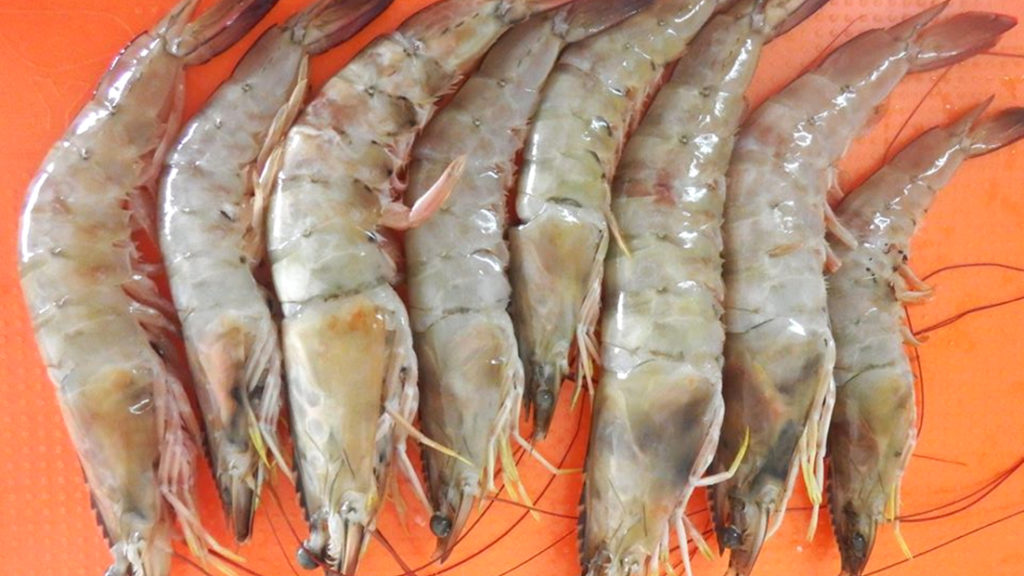 Ecuador responde: sus camarones y todos sus productos de exportación ...